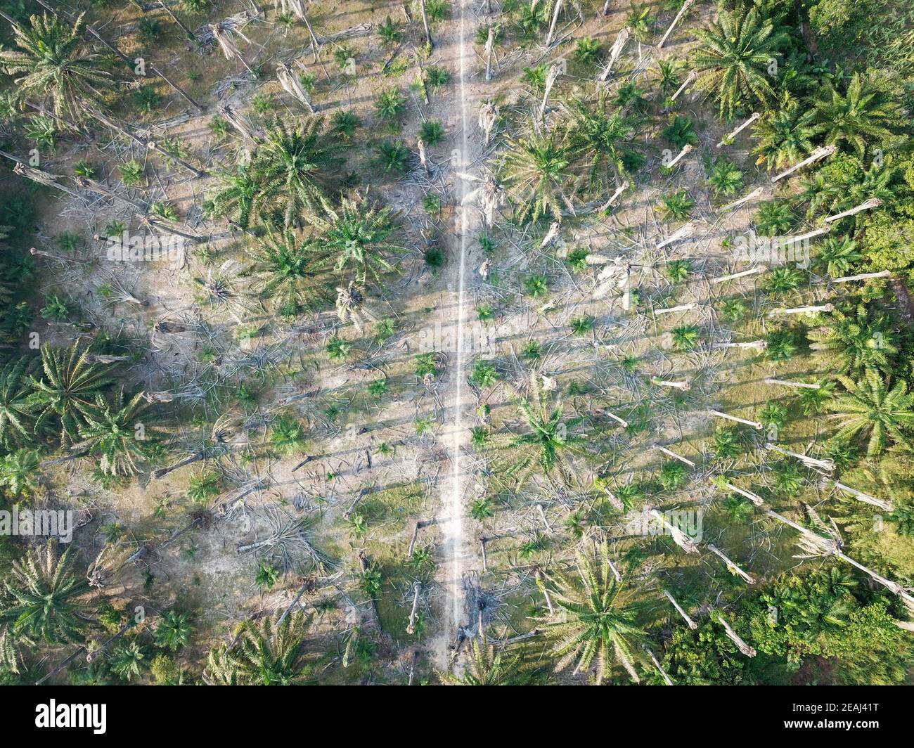 A path in dead palm tree plantation Stock Photo - Alamy