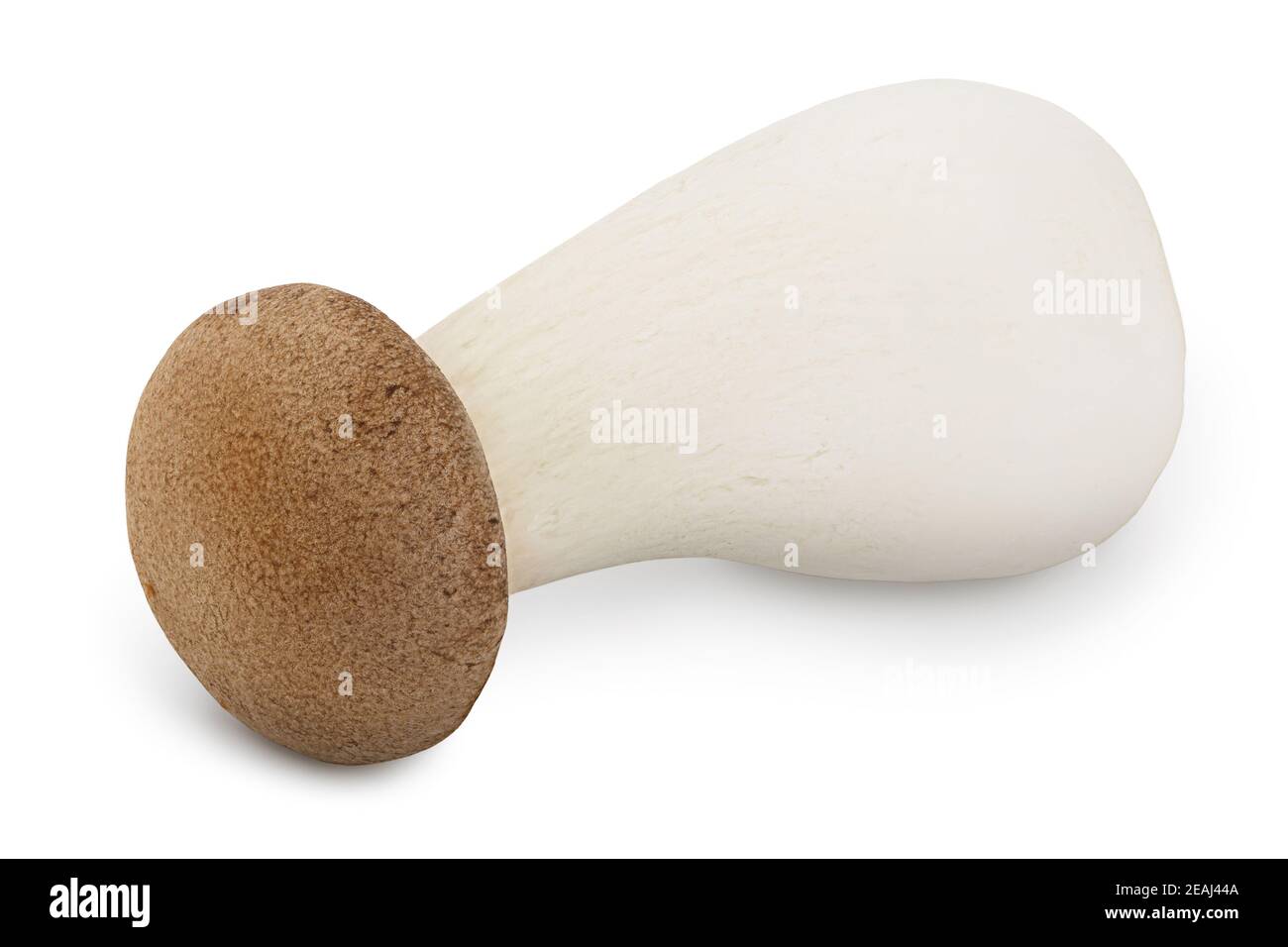 King Oyster mushroom or Eringi isolated on white background with ...