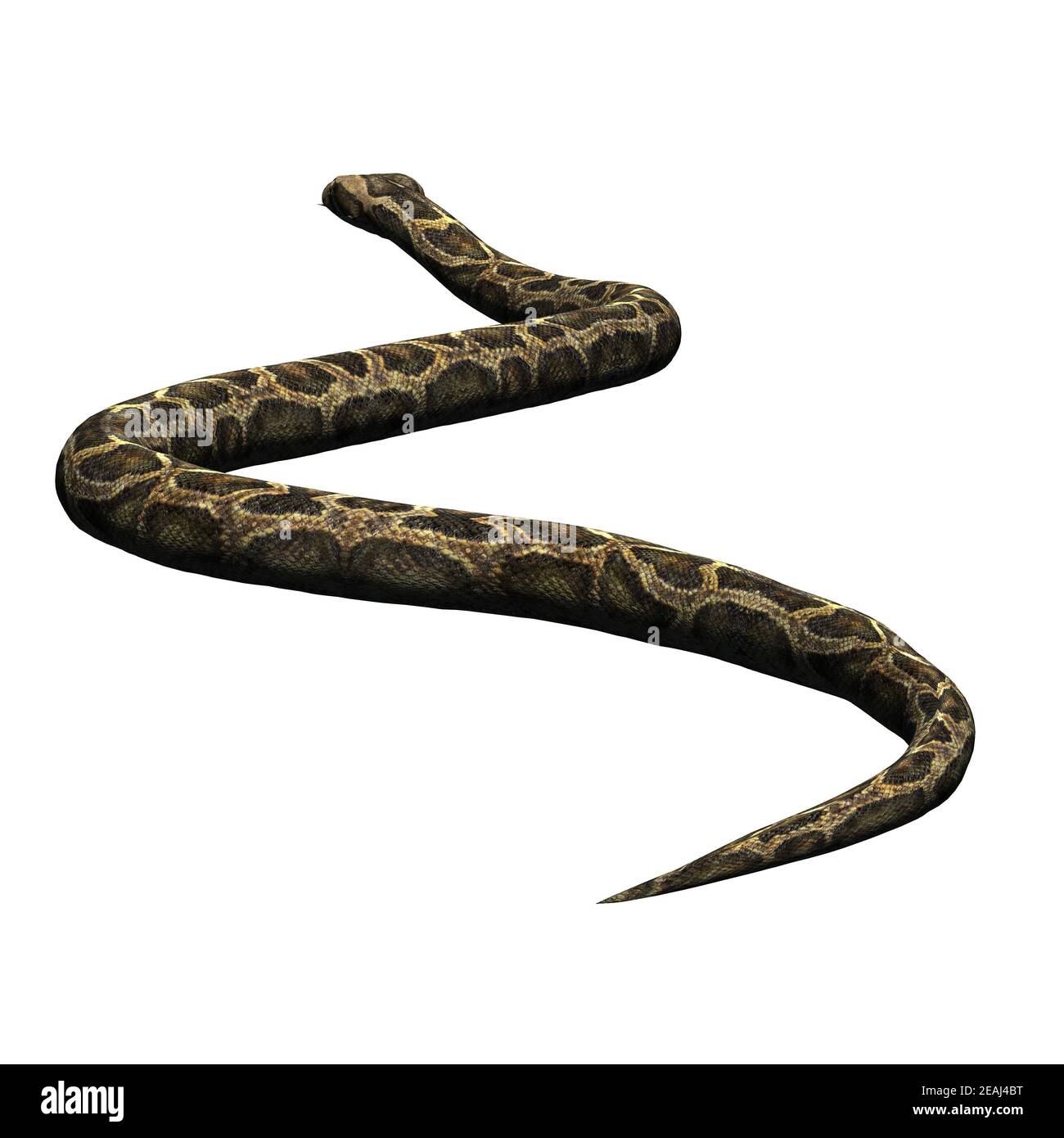 Wild animals - python - isolated on white background Stock Photo - Alamy