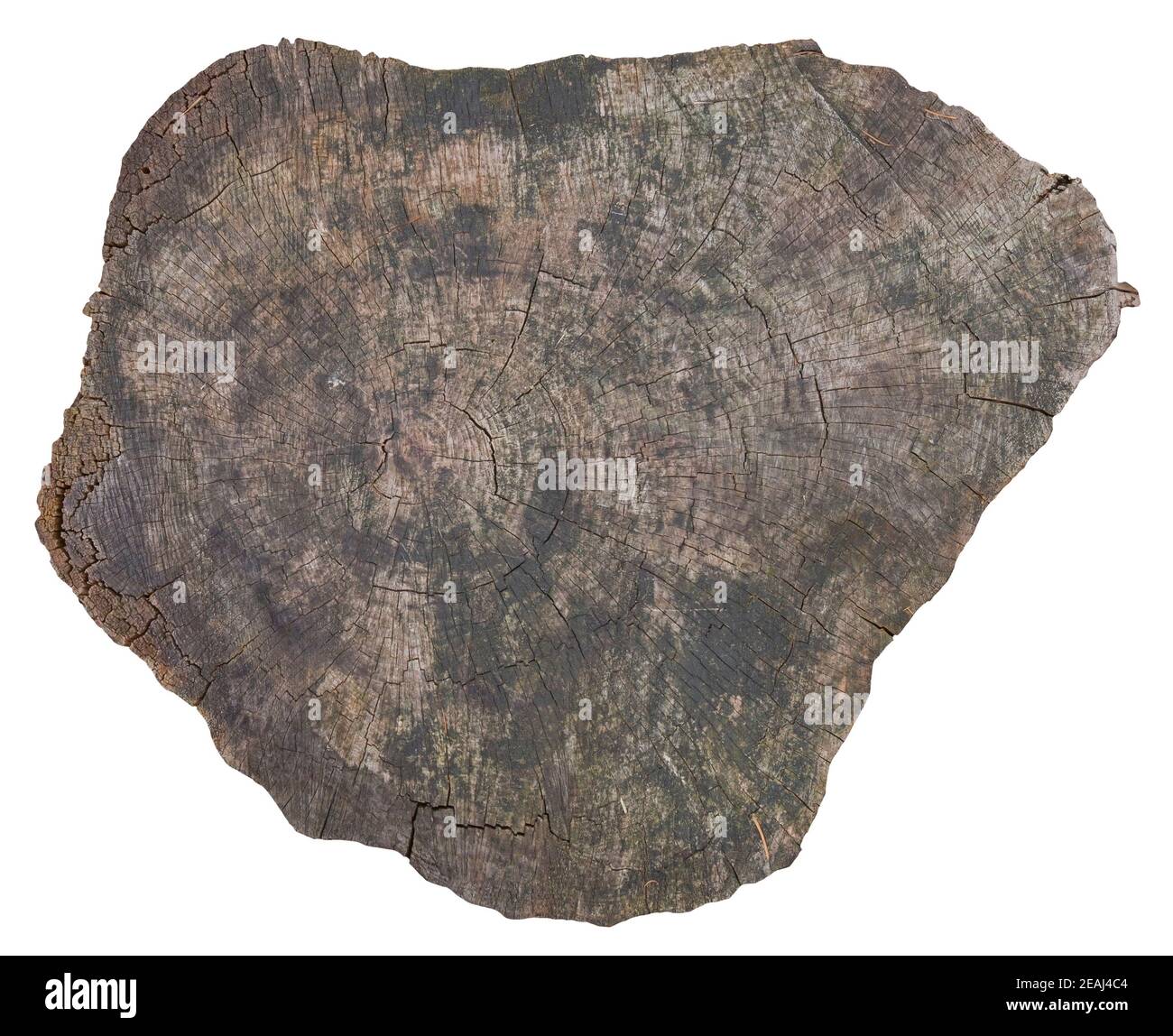 Sawn trunk wood texture Cut Out Stock Images & Pictures - Alamy