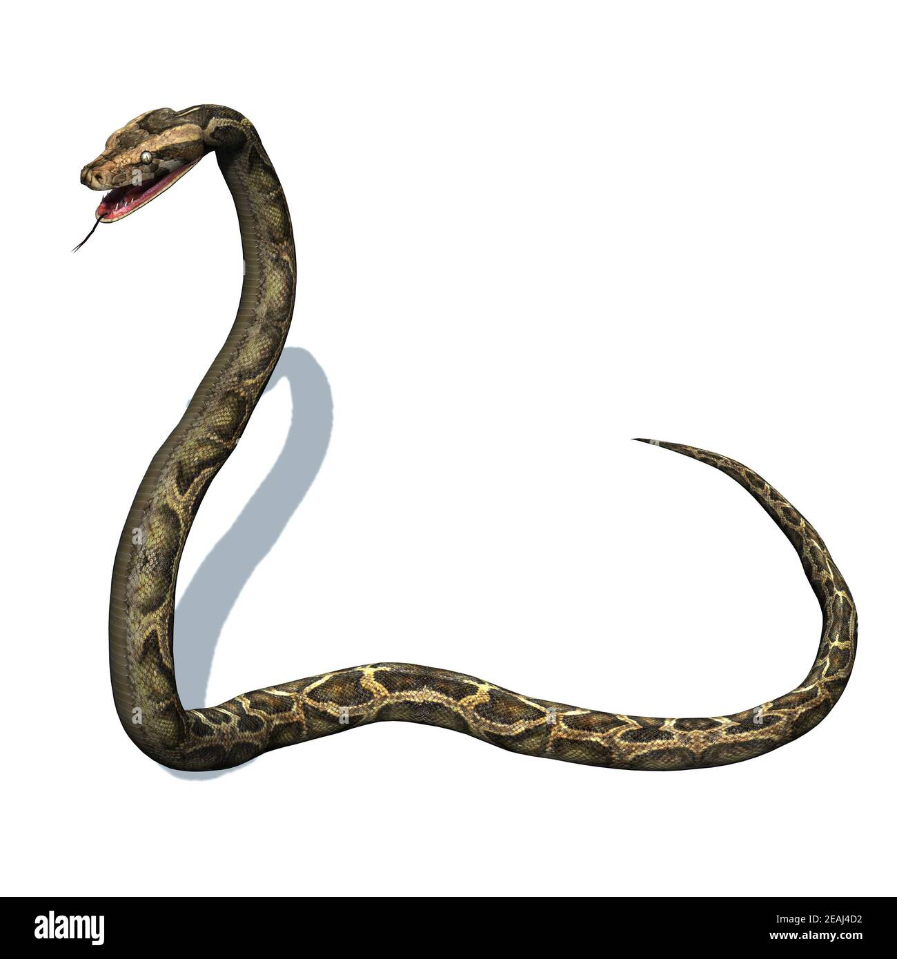 Wild animals - python with shadow on the floor - isolated on white ...