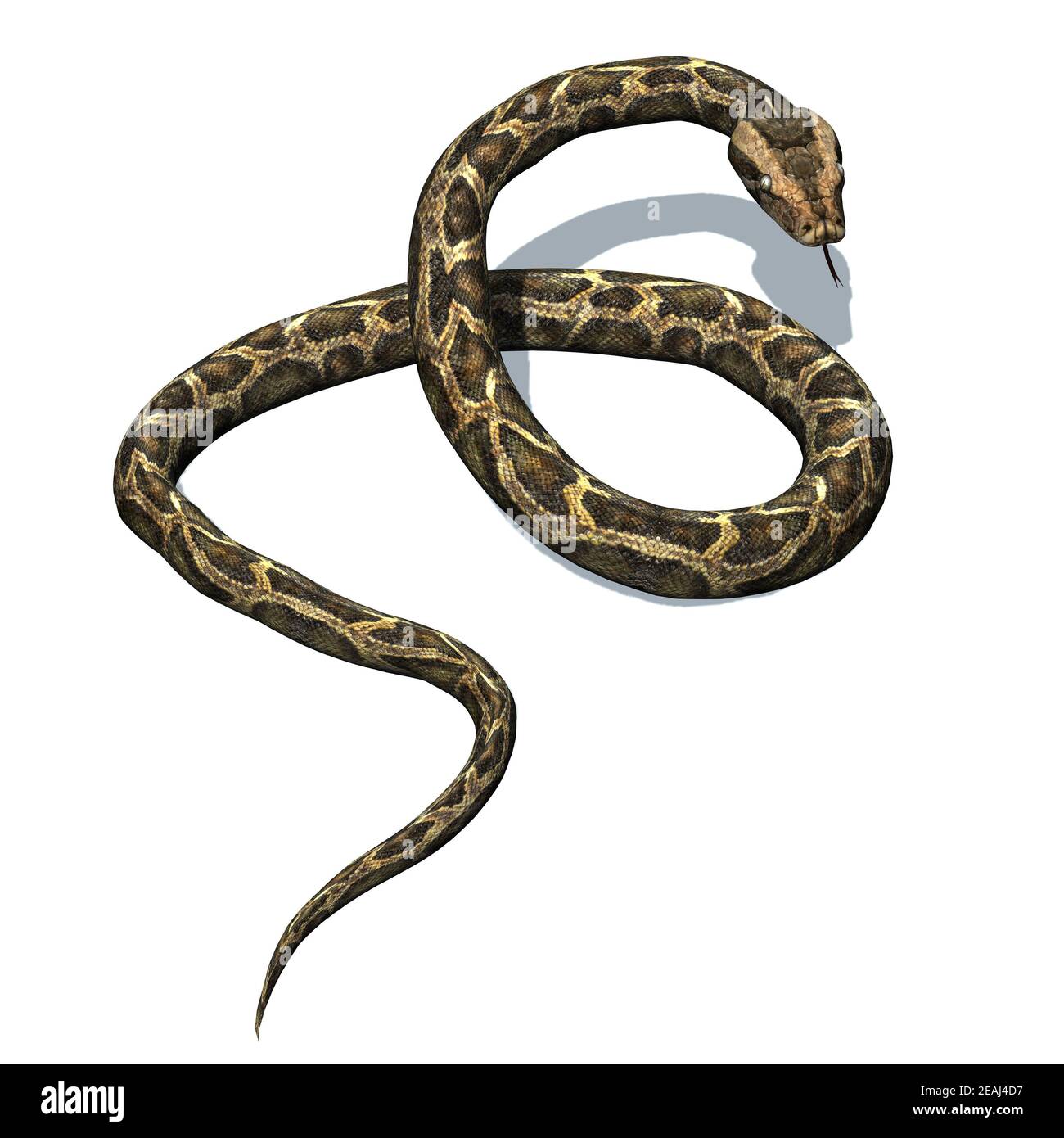 Wild animals - python with shadow on the floor - isolated on white ...