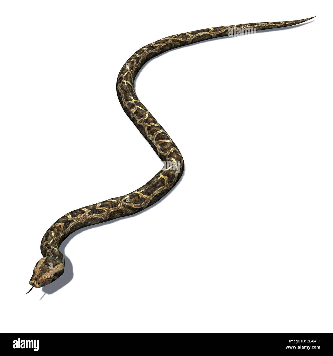 Wild animals - python with shadow on the floor - isolated on white ...