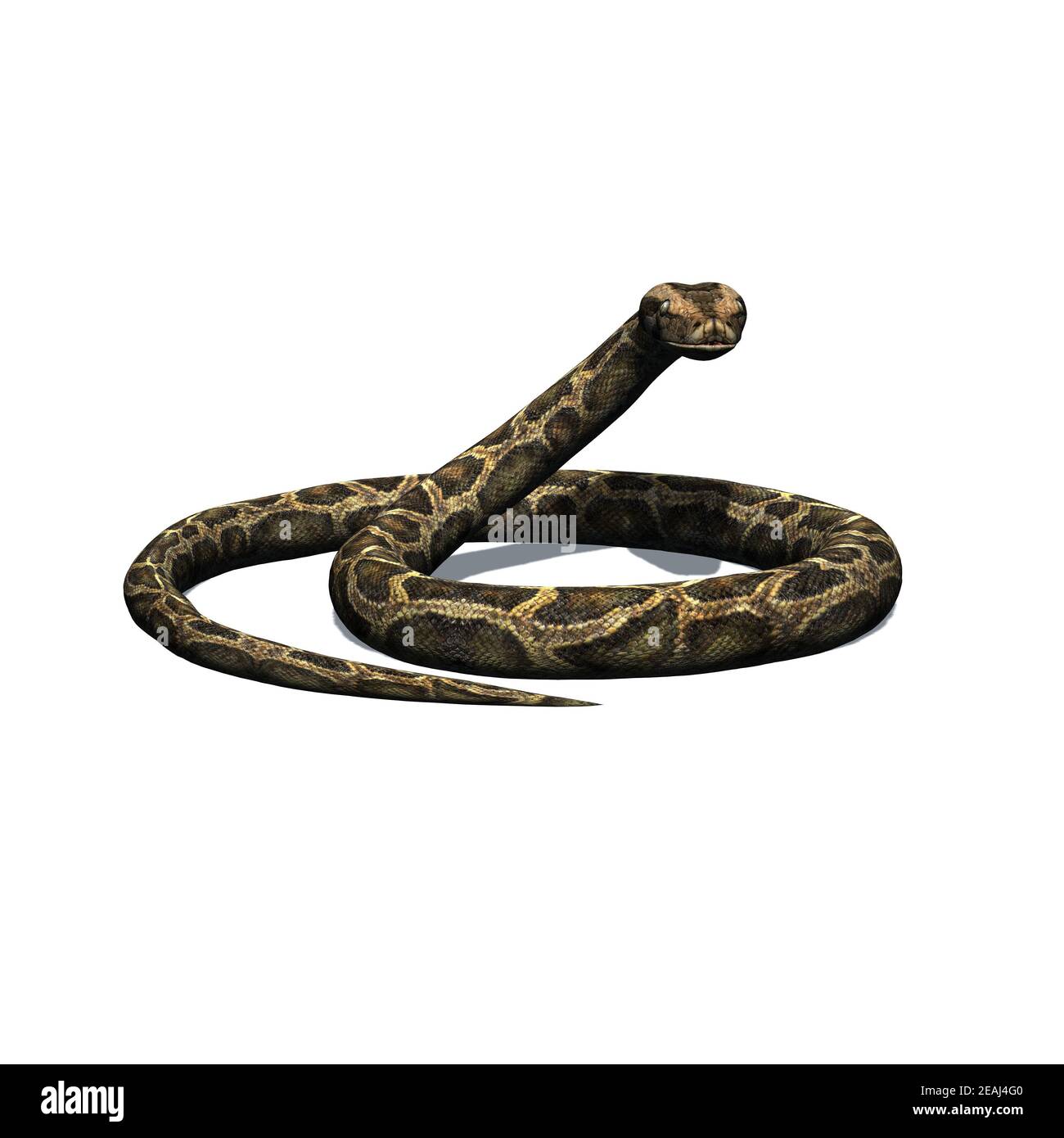 Wild animals - python with shadow on the floor - isolated on white ...