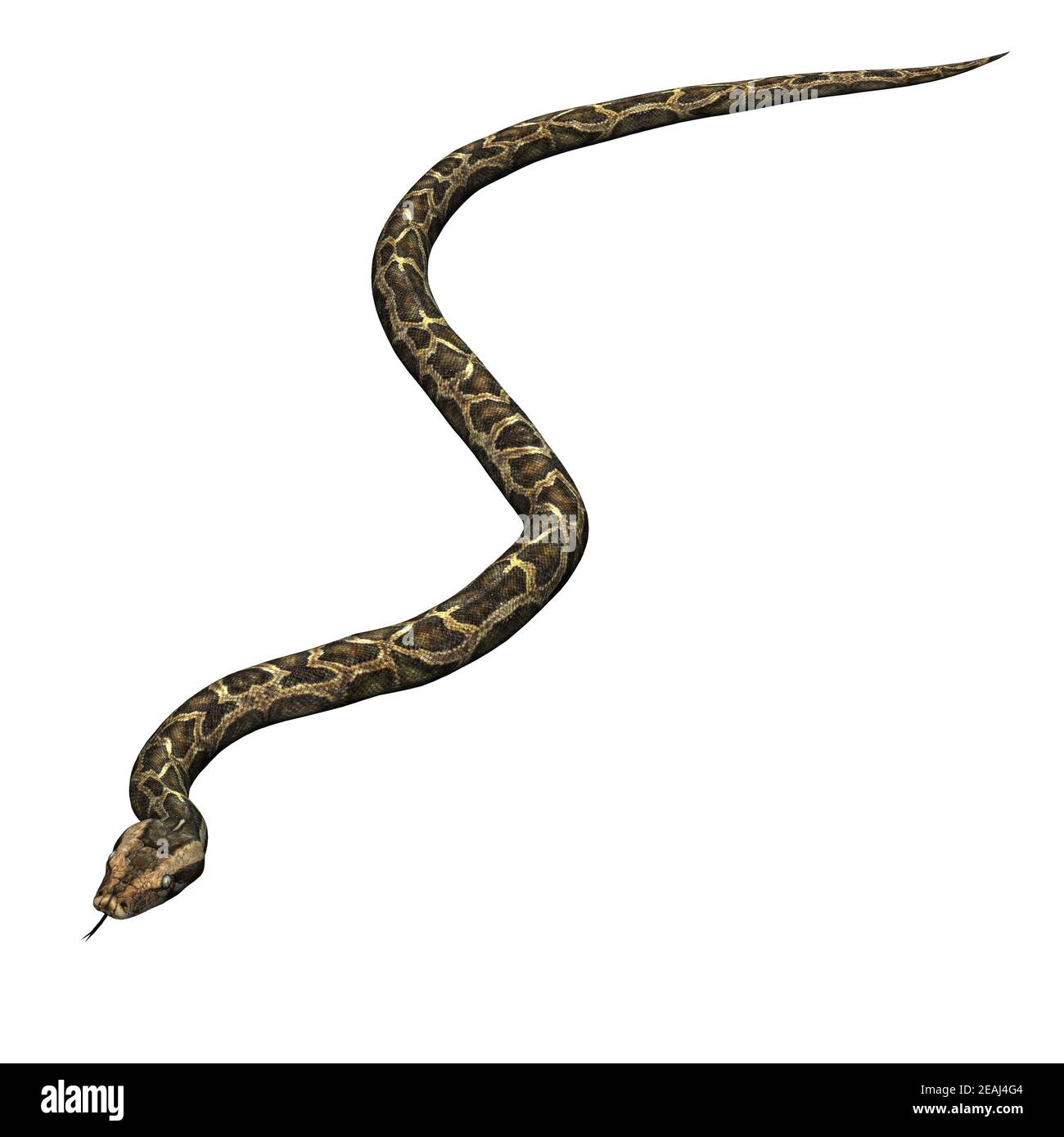 Wild animals - python - isolated on white background Stock Photo - Alamy
