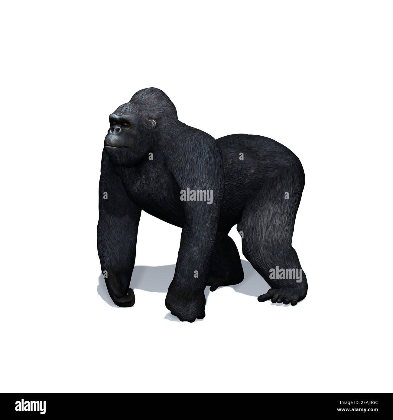 Wild animals - gorilla with shadow on the floor - isolated on white ...