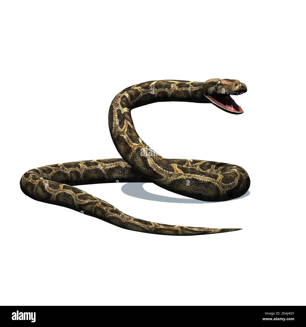 Wild animals - python with shadow on the floor - isolated on white ...