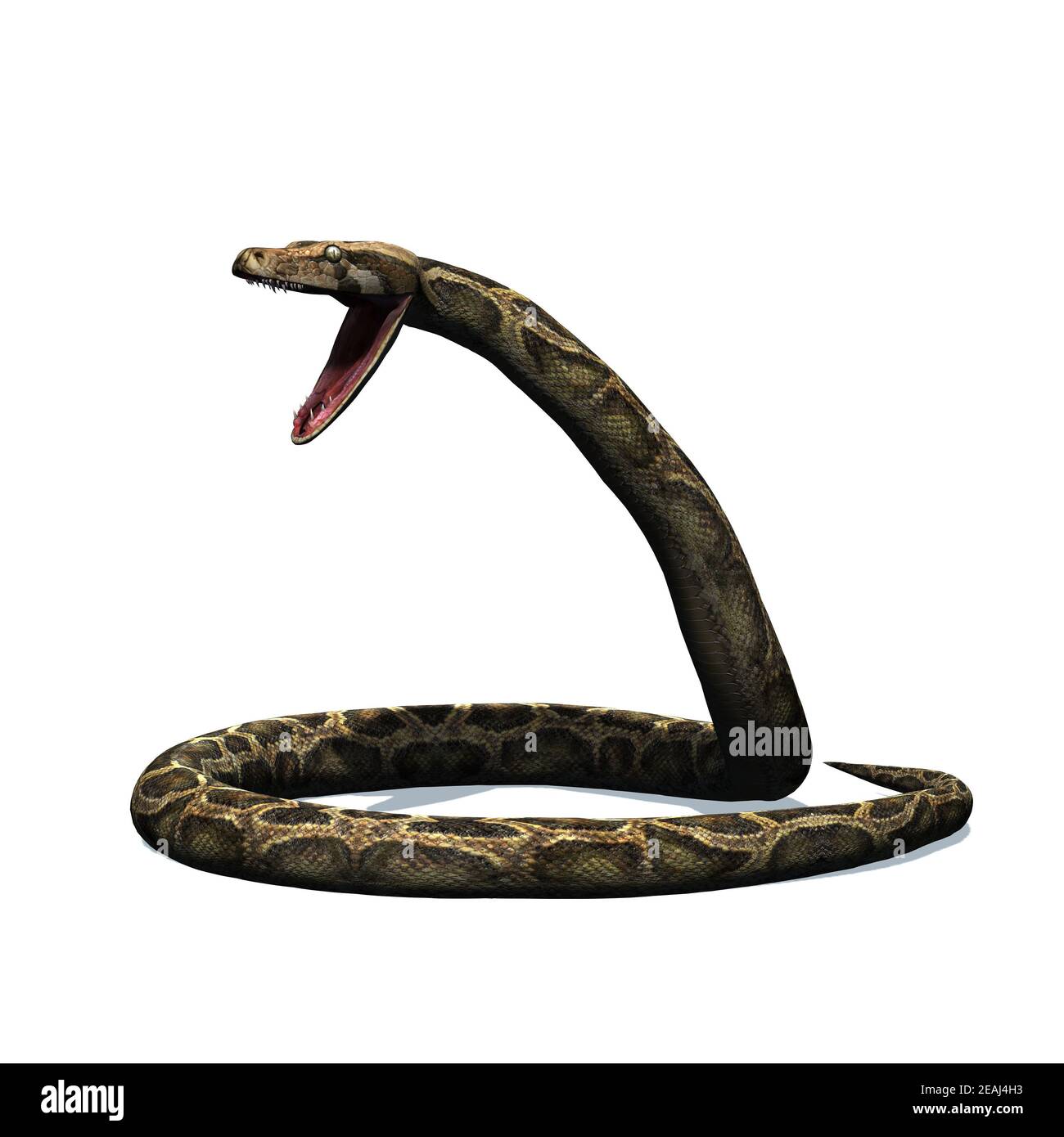 Wild animals - python with shadow on the floor - isolated on white ...