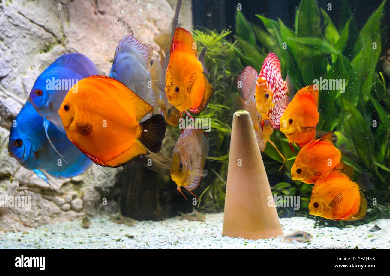 Discus fish in an aquarium, in an Amazon basin Stock Photo - Alamy