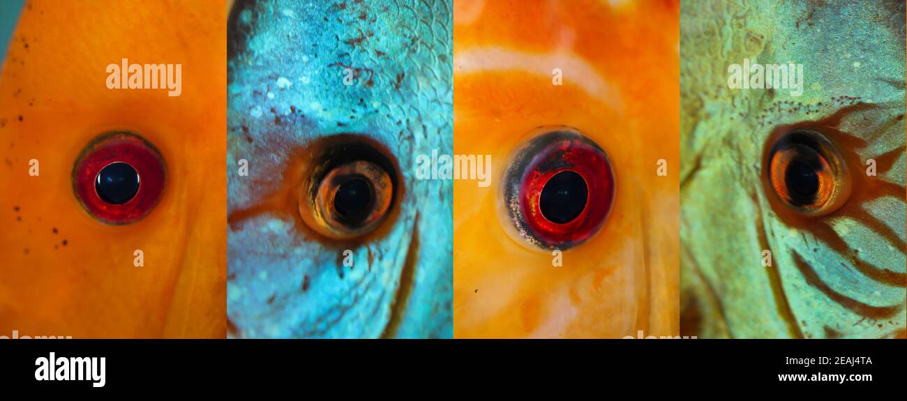 Some discus fish eyes in a row Stock Photo - Alamy