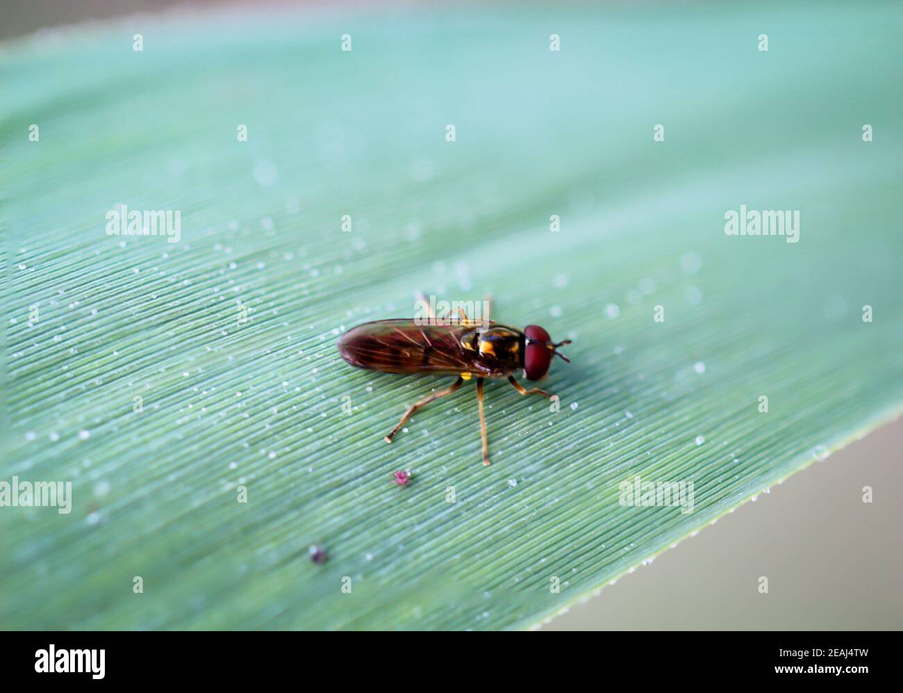 A fly-like insect sits on a leaf Stock Photo - Alamy