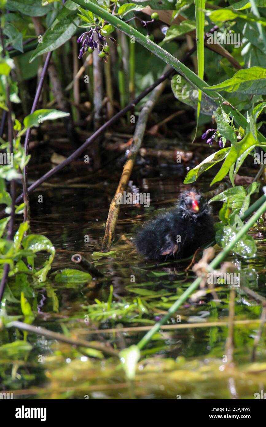 A pond rail hides on the bank of a pond Stock Photo - Alamy