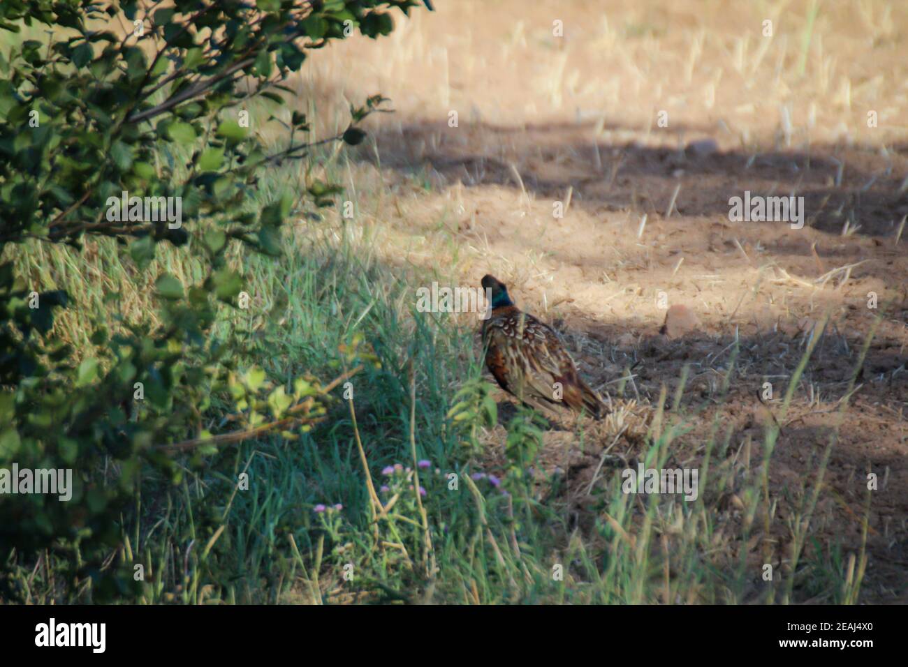 A pheasant on the edge of a field Stock Photo - Alamy