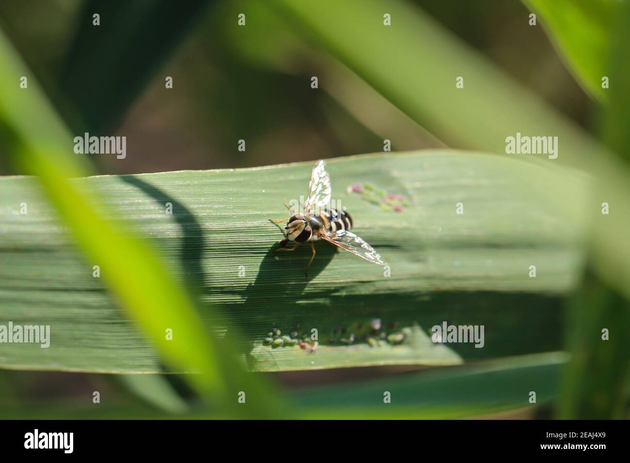 A fly-like insect sits on a leaf Stock Photo - Alamy