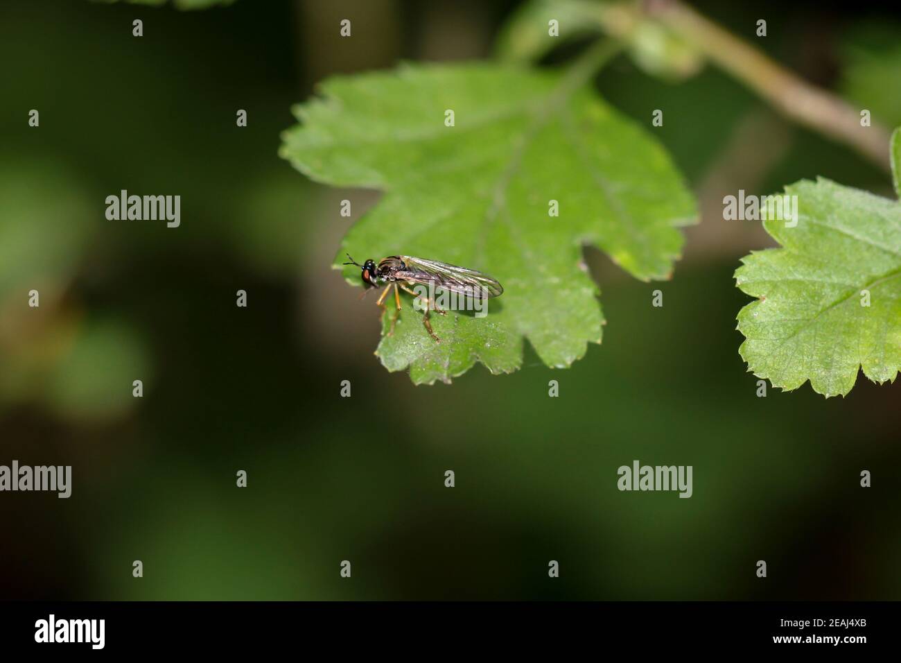 A fly-like insect sits on a leaf Stock Photo - Alamy