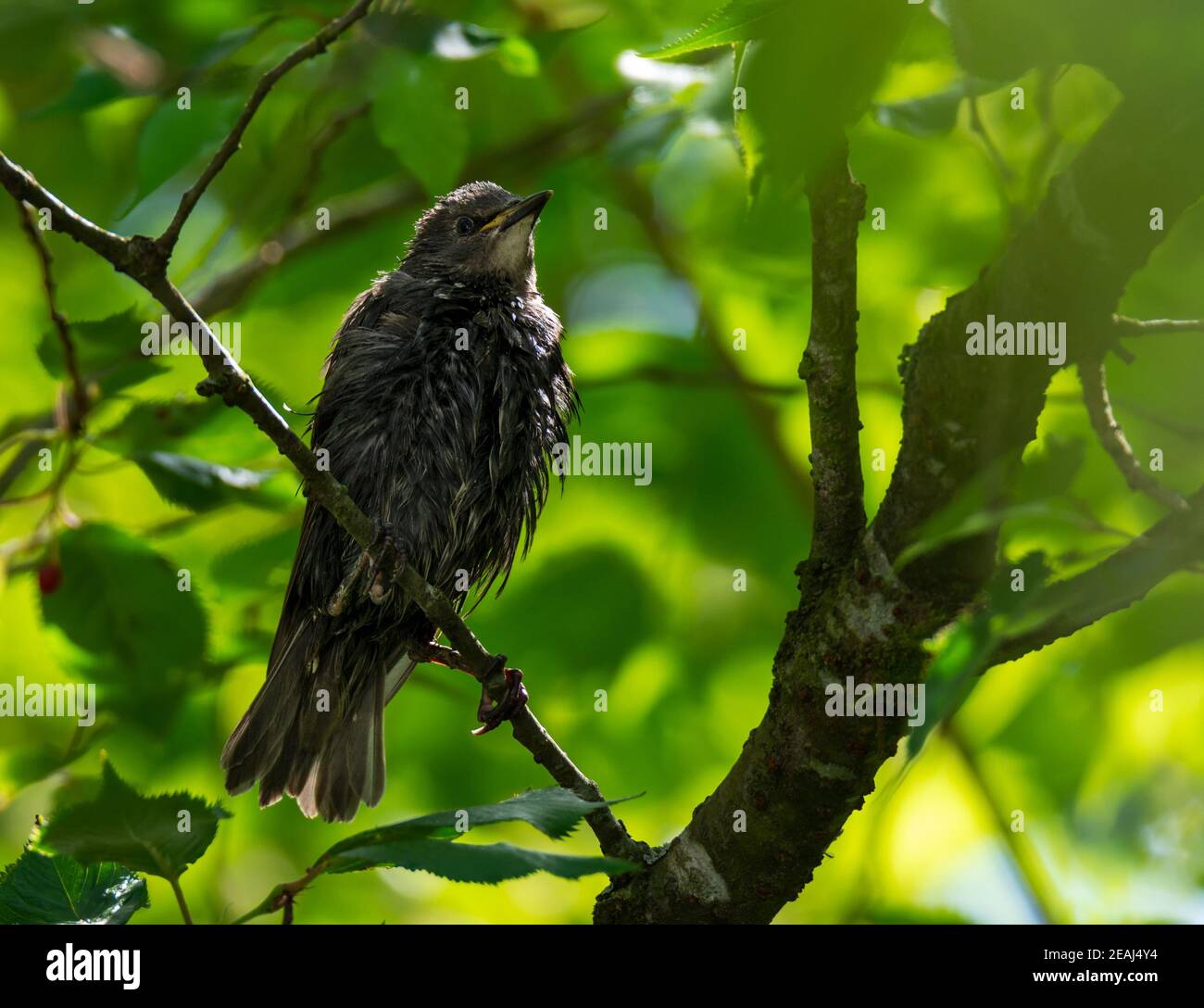 Wet starling bird sitting on a twig Stock Photo - Alamy