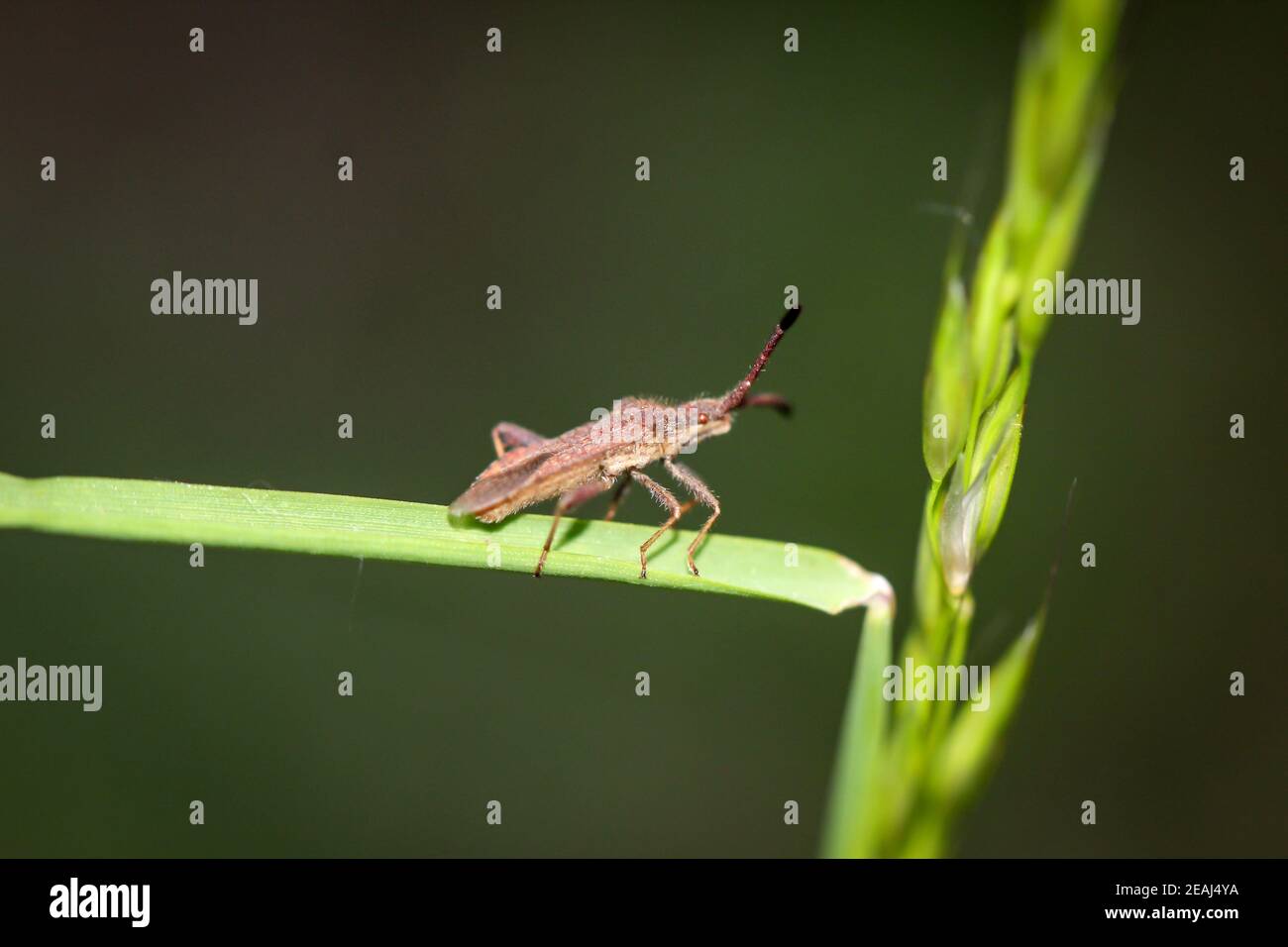 A close-up of a bug on a plant Stock Photo - Alamy