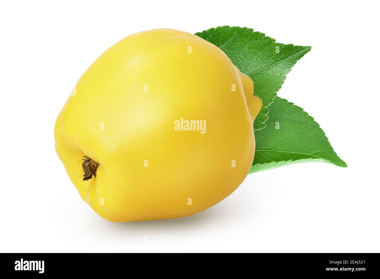 Fresh quince isolated on the white background with clipping path and ...