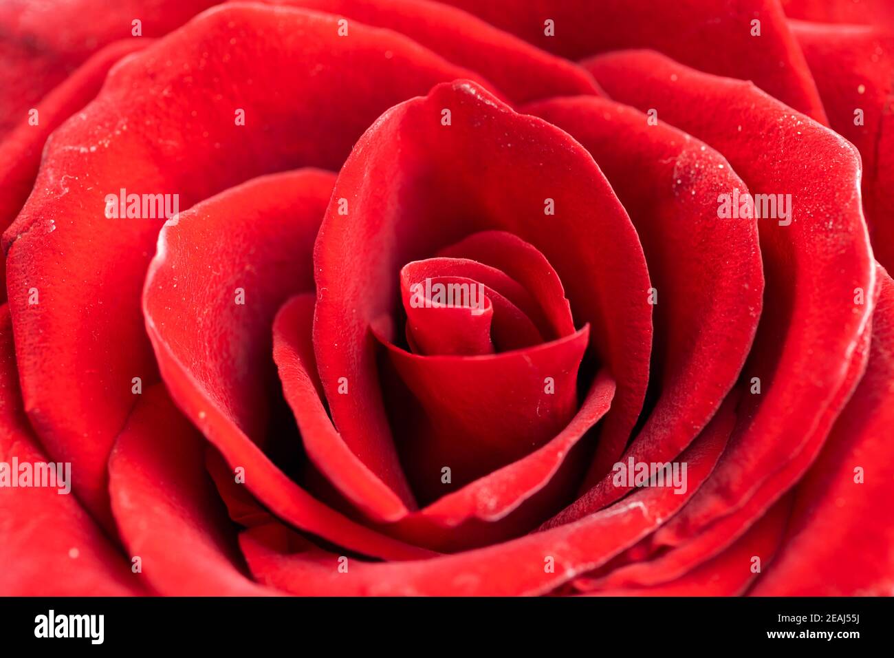 Fresh roses hi-res stock photography and images - Alamy