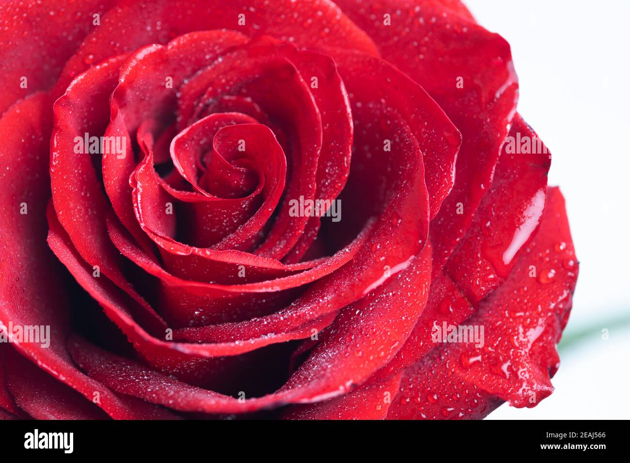 Fresh roses hi-res stock photography and images - Alamy