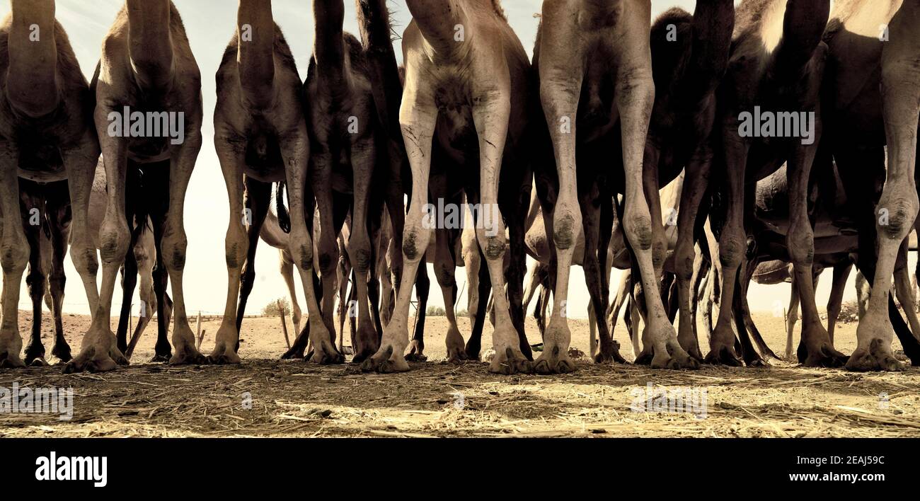 Camels in desert, Fezzan, Umm al-Maa, Libya Stock Photo - Alamy