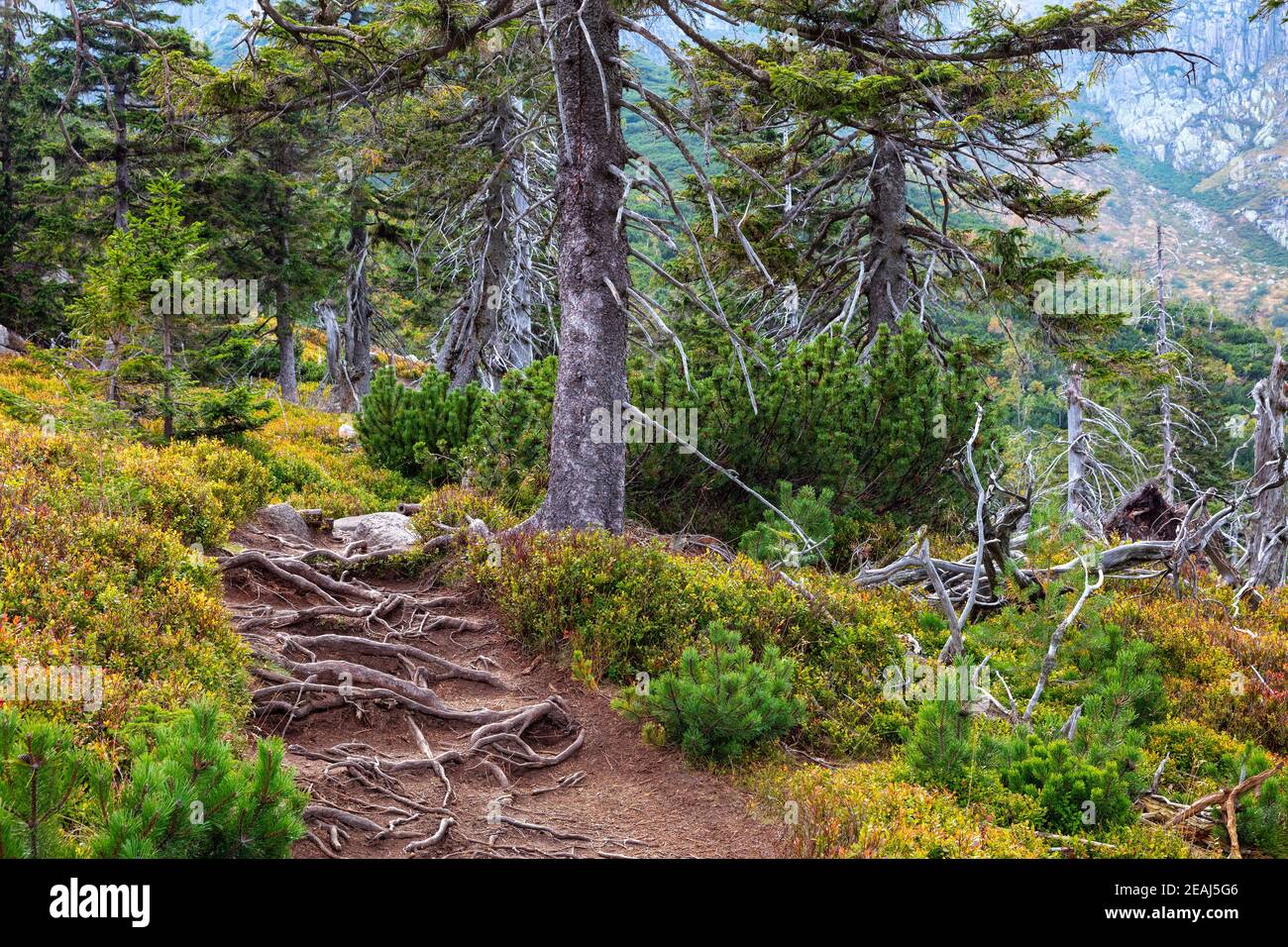 Sudetes, the Karkonosze Mountains, Poland Stock Photo - Alamy