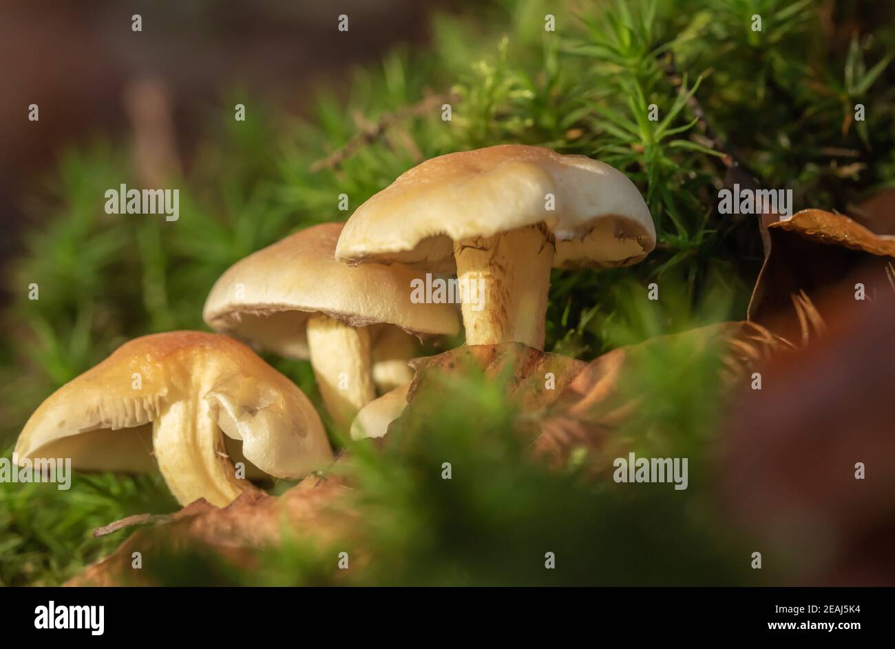 Blue stalk mushroom hi-res stock photography and images - Alamy
