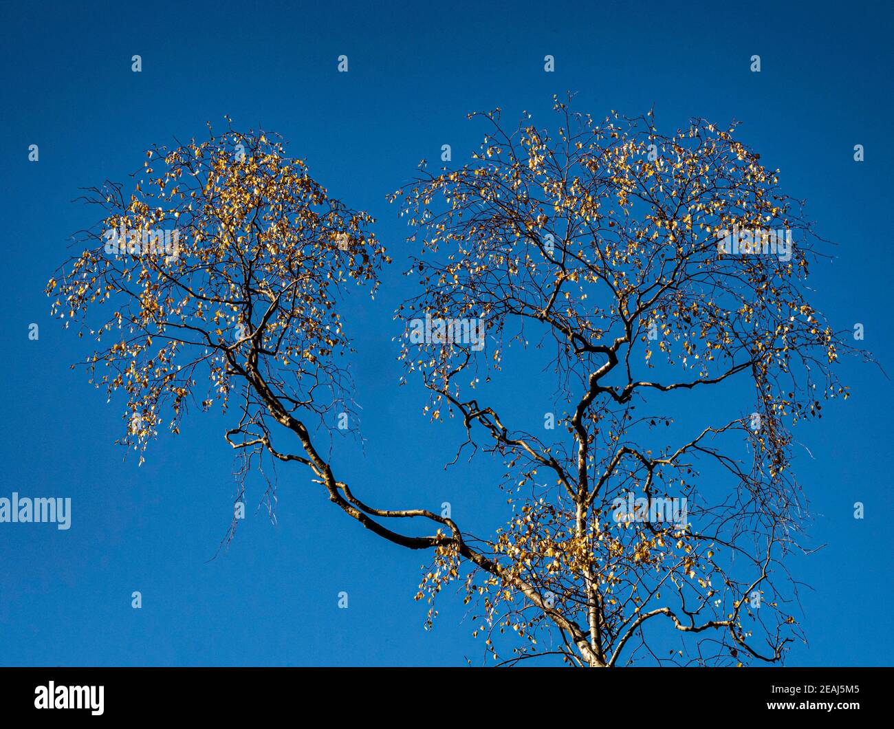 Beeches tree hi-res stock photography and images - Alamy
