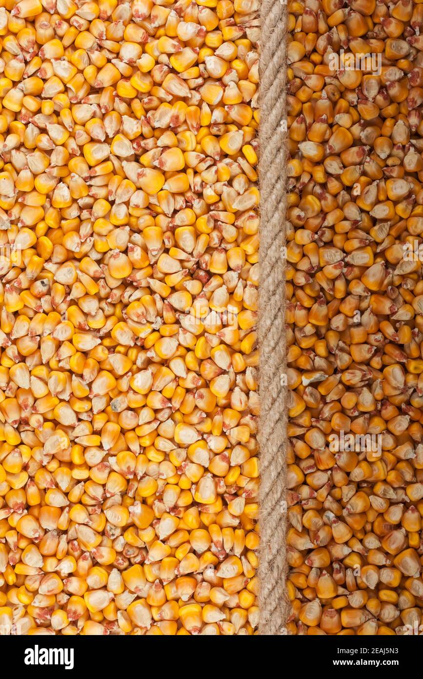 Dark corn hi-res stock photography and images - Alamy