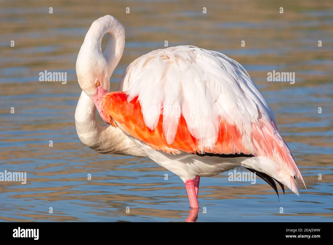 Portrait of a flamingo in a Camargue marsh., animal in the nature ...