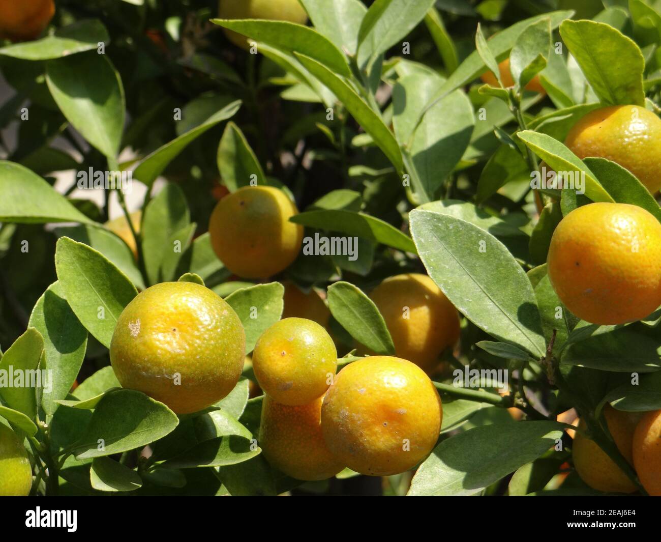Closeup shot of unripe kumquat fruits on a tree branch in the field ...