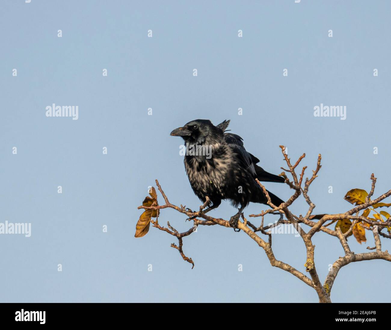 Raven sky animal wildlife hi-res stock photography and images - Alamy