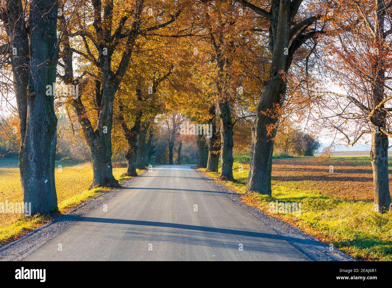 fall colored trees on alley in autumn Stock Photo - Alamy