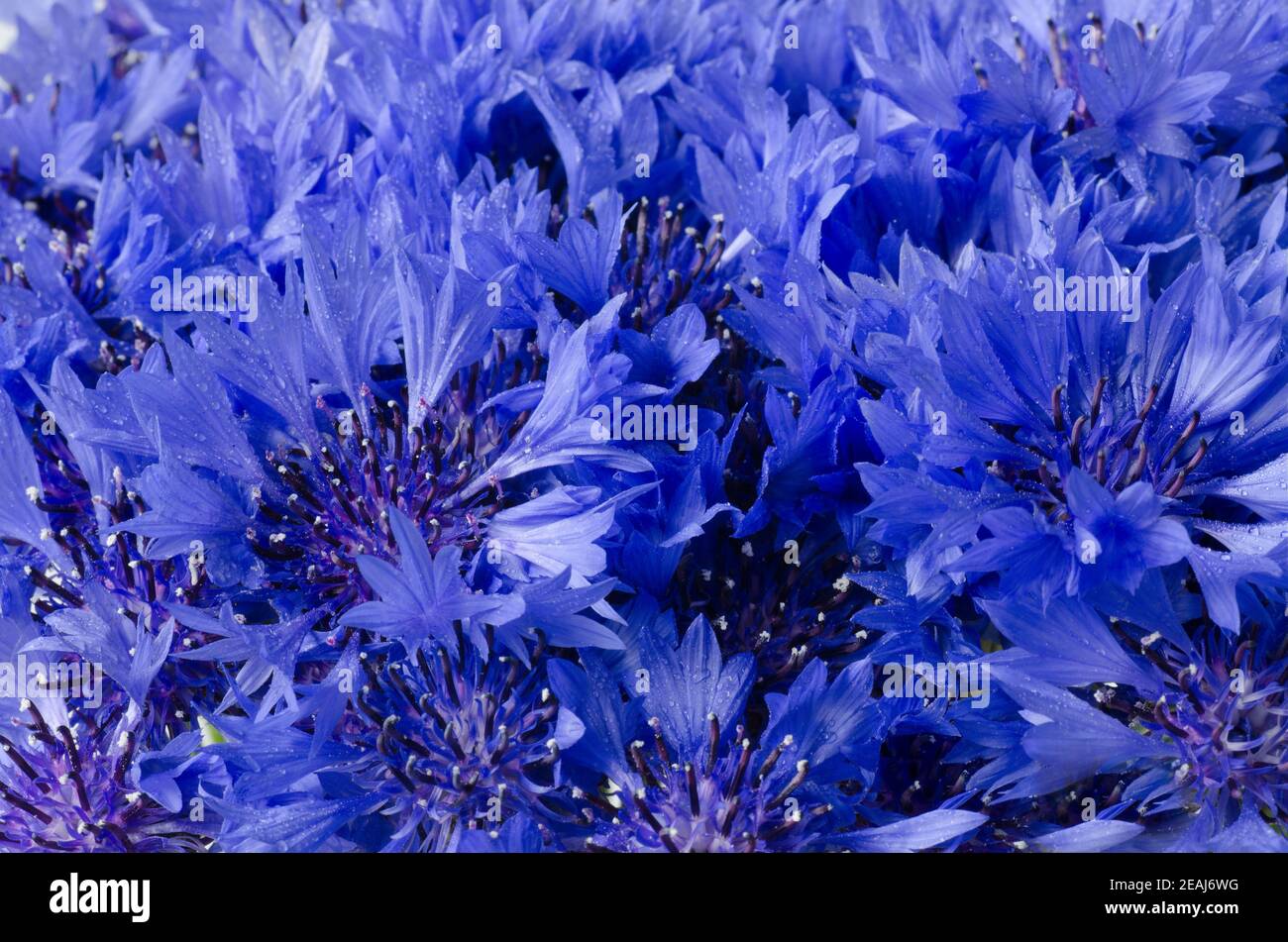 Beautiful blue cornflower flower background. Macro overview. Horizontal ...