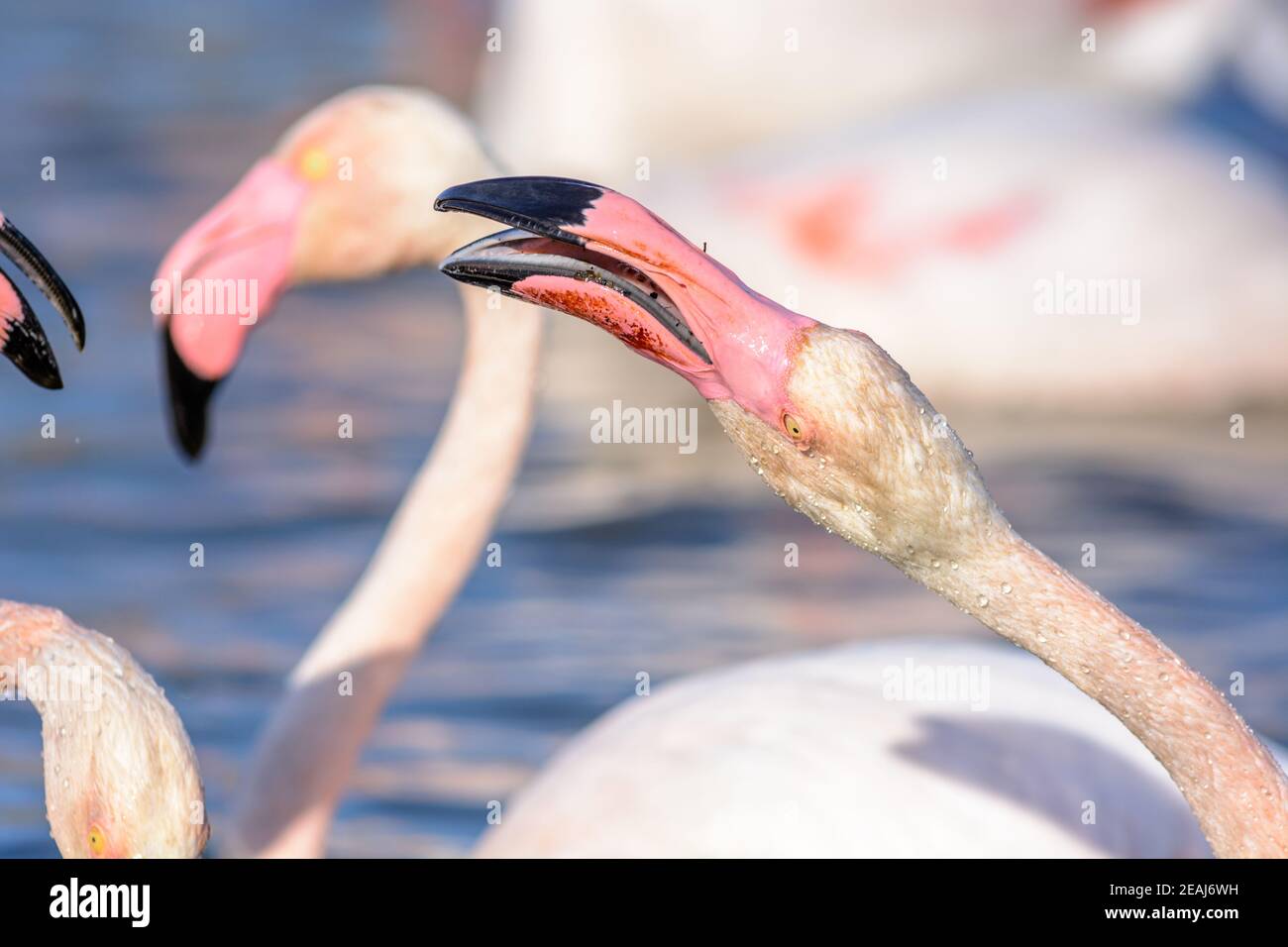 Portrait of a flamingo in a Camargue marsh., animal in the nature ...