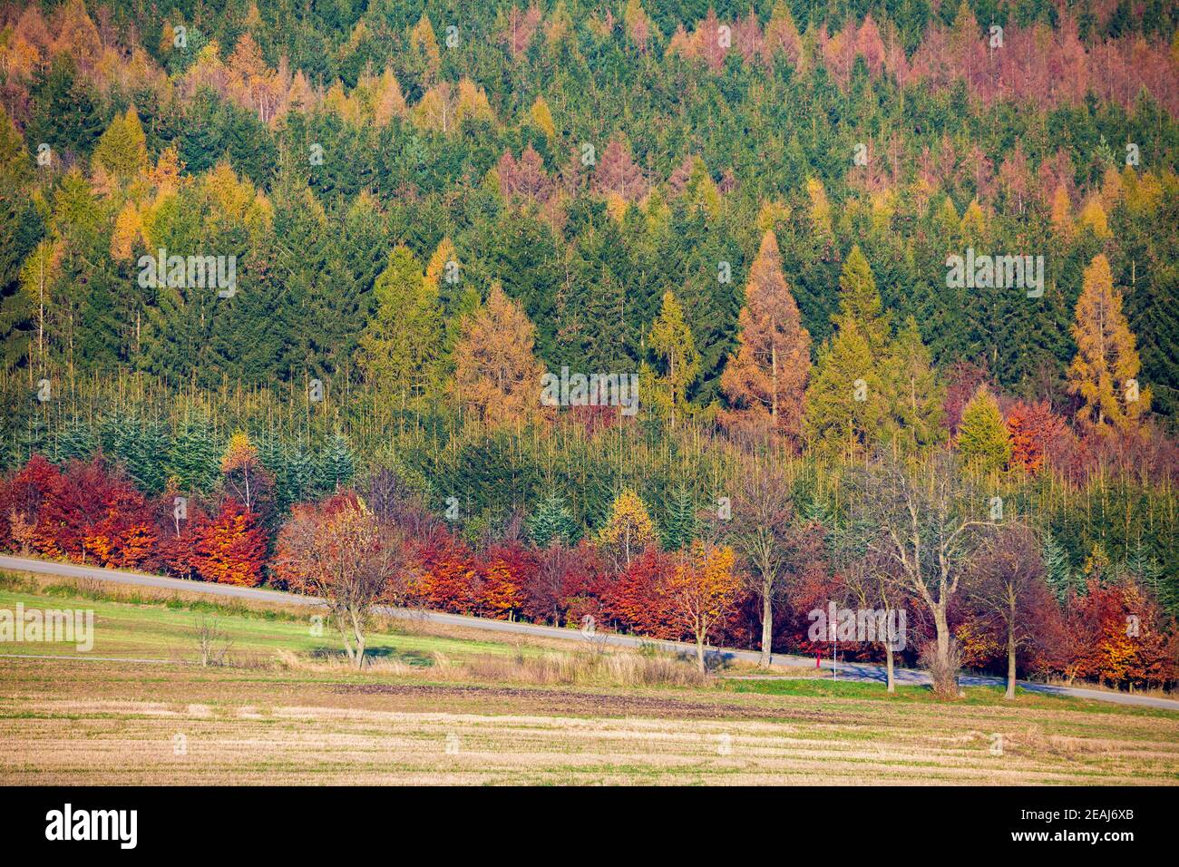 Vivid fall colors hi-res stock photography and images - Alamy