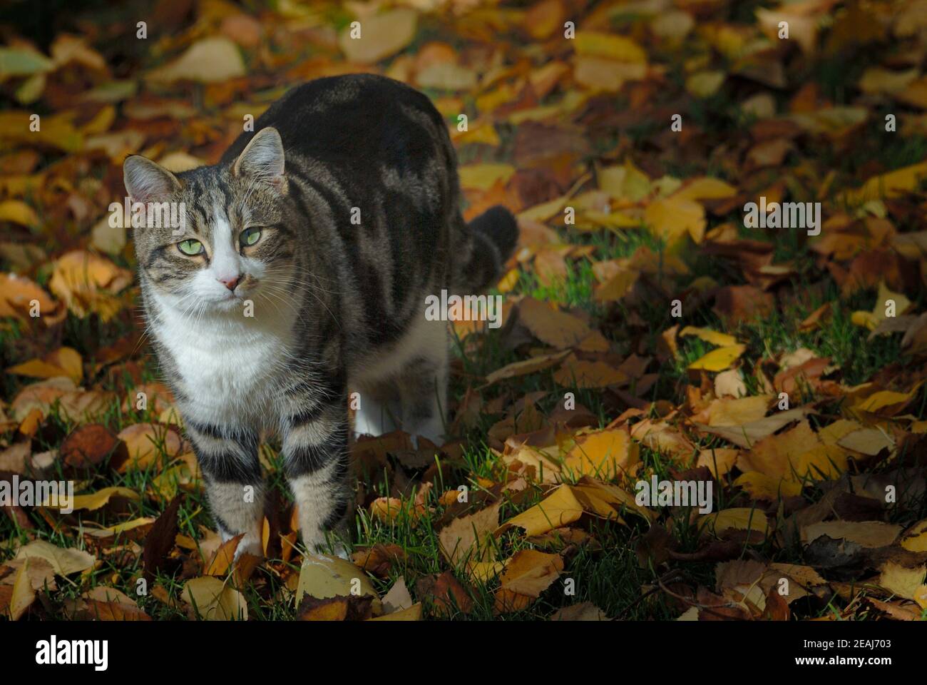 Black and white cat fall hi-res stock photography and images - Alamy