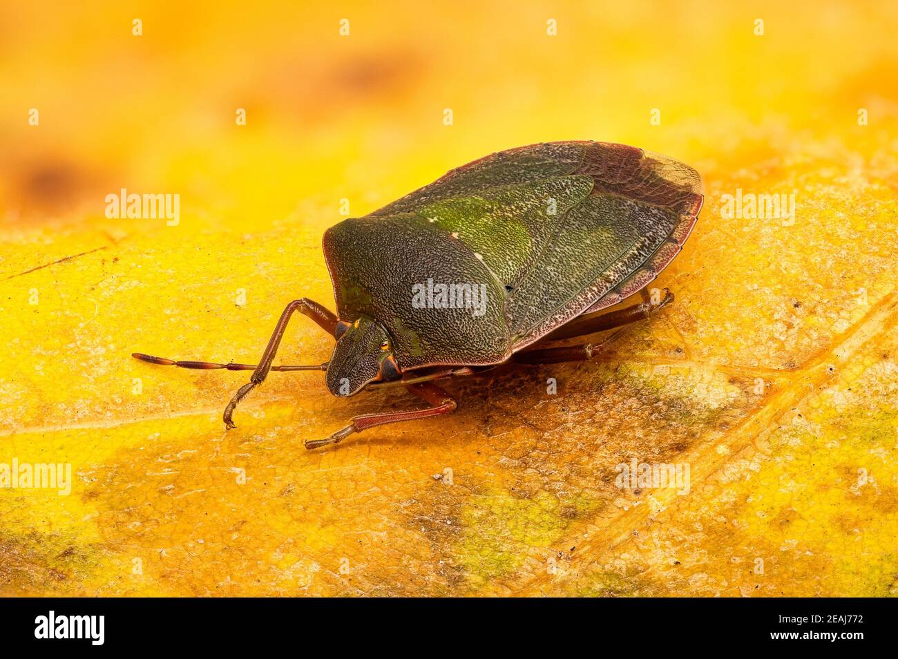 Bug pest hi-res stock photography and images - Alamy