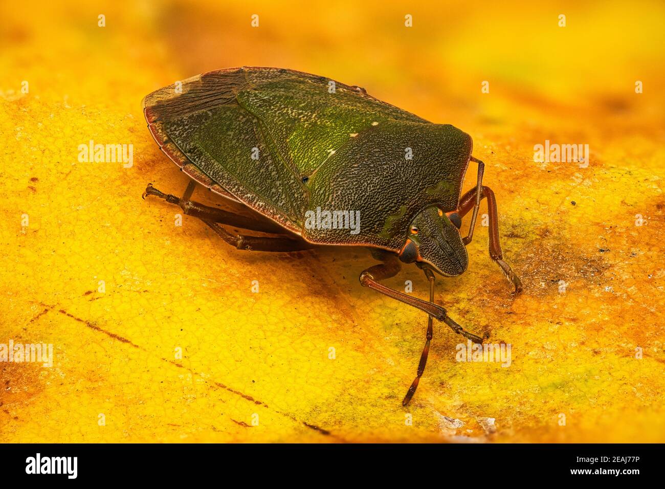 Green Shield Bug Stock Photo - Alamy