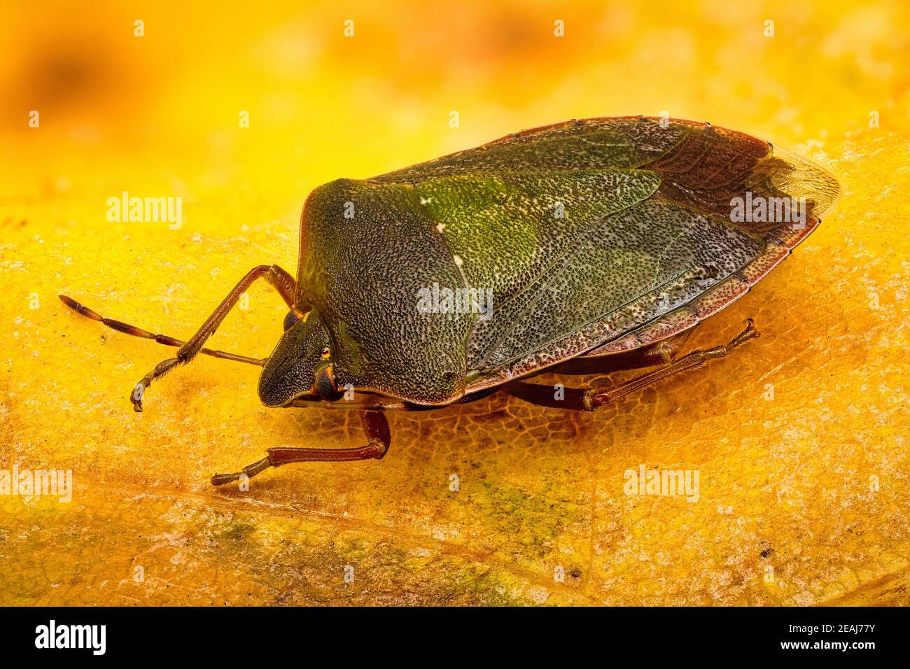 Green Shield Bug Stock Photo - Alamy
