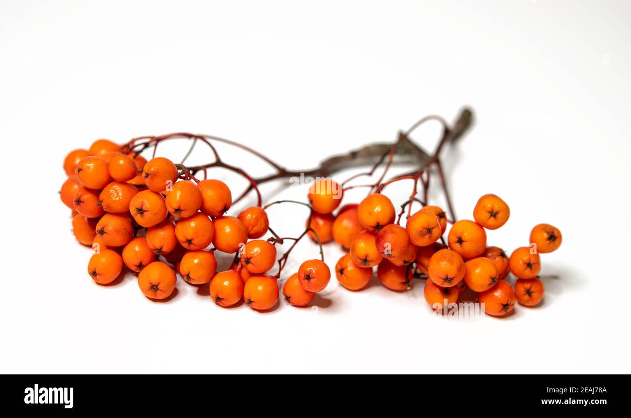ripe fruits of Sorbus aucuparia Stock Photo - Alamy