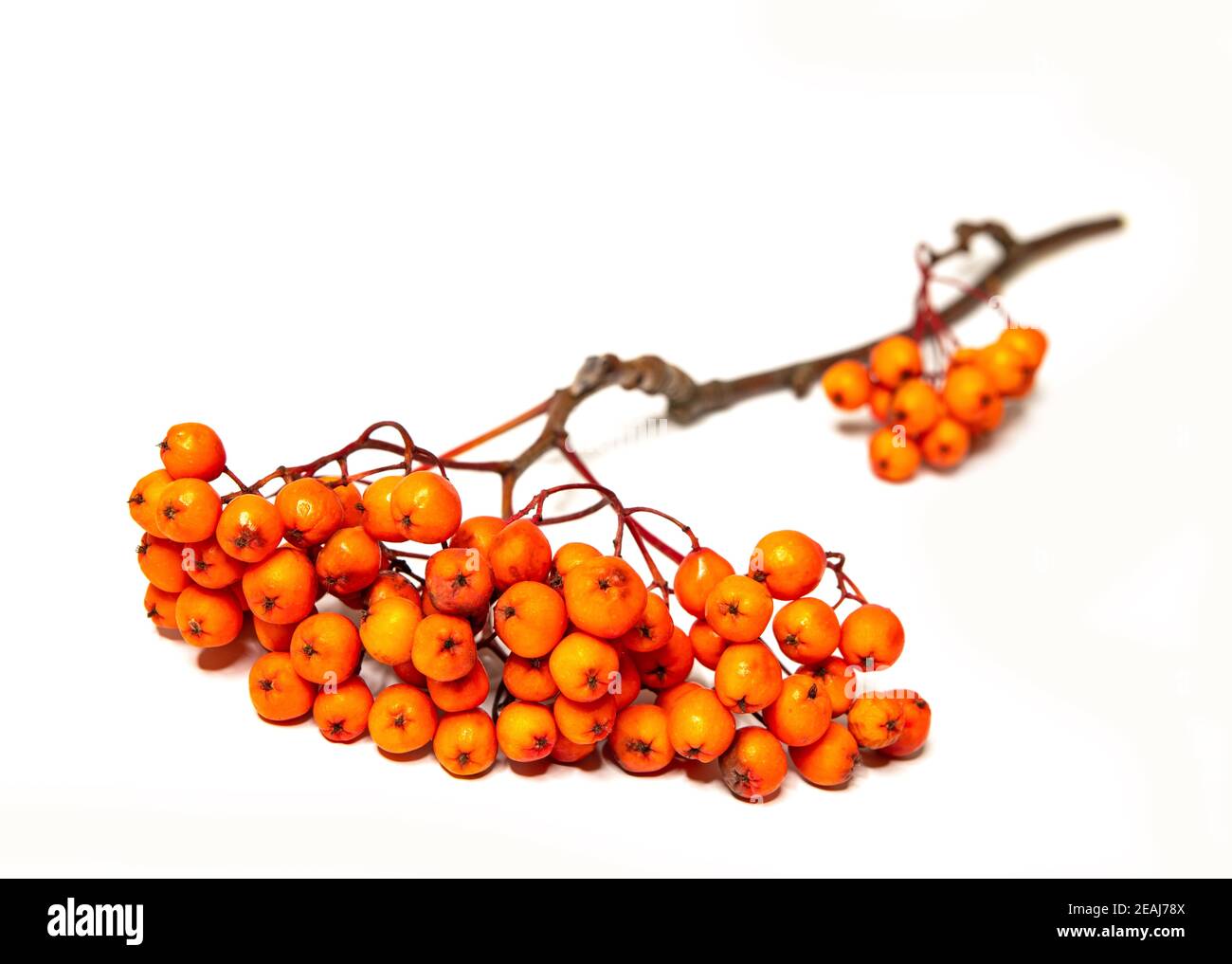 Orange tree fruits Cut Out Stock Images & Pictures - Alamy