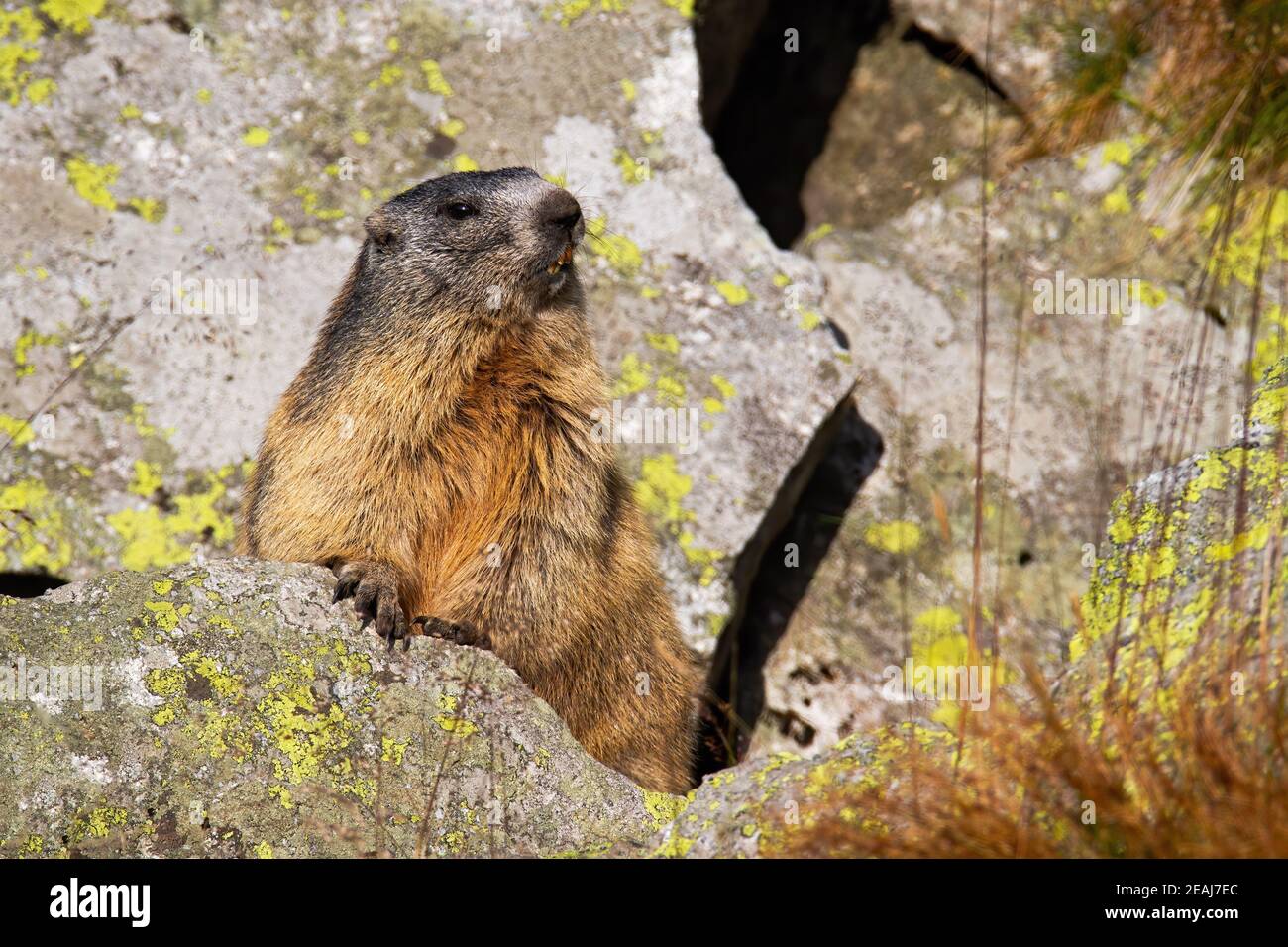 Alpine marmot standing on rock during the summertime Stock Photo - Alamy