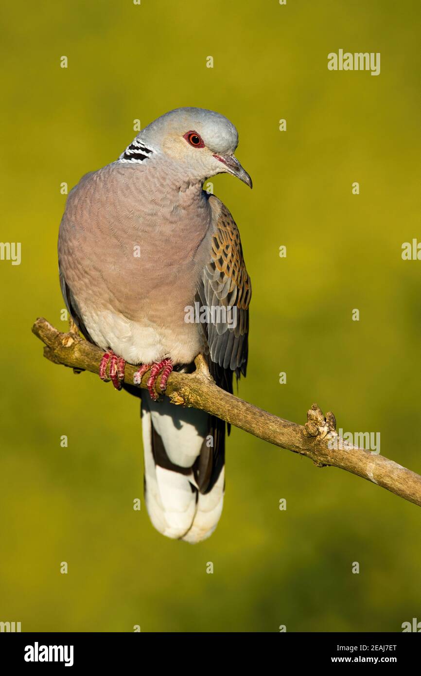 Dove sitting on branch hi-res stock photography and images - Alamy