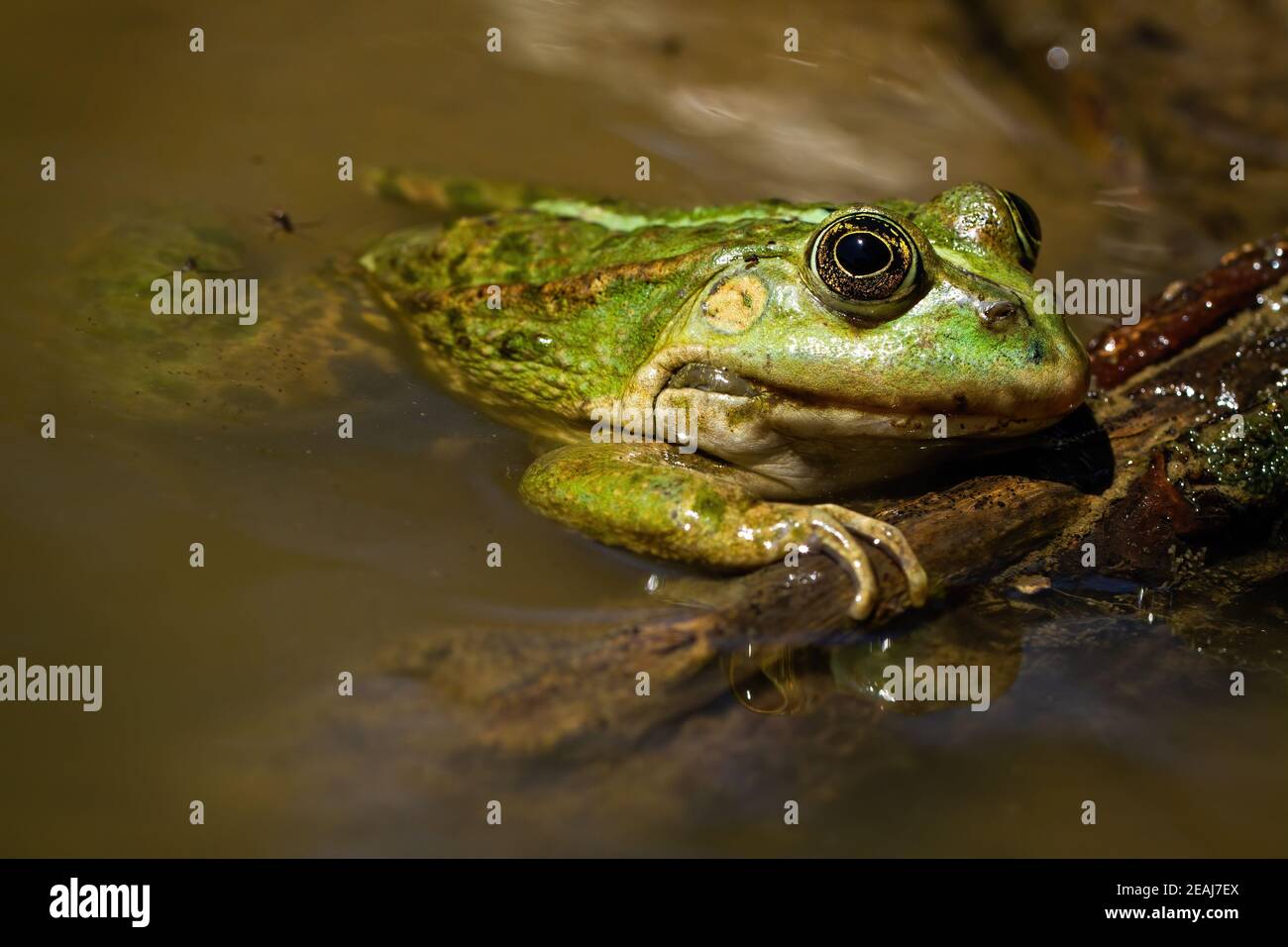 Adorable edible frog lying on swamp in the summertime Stock Photo - Alamy