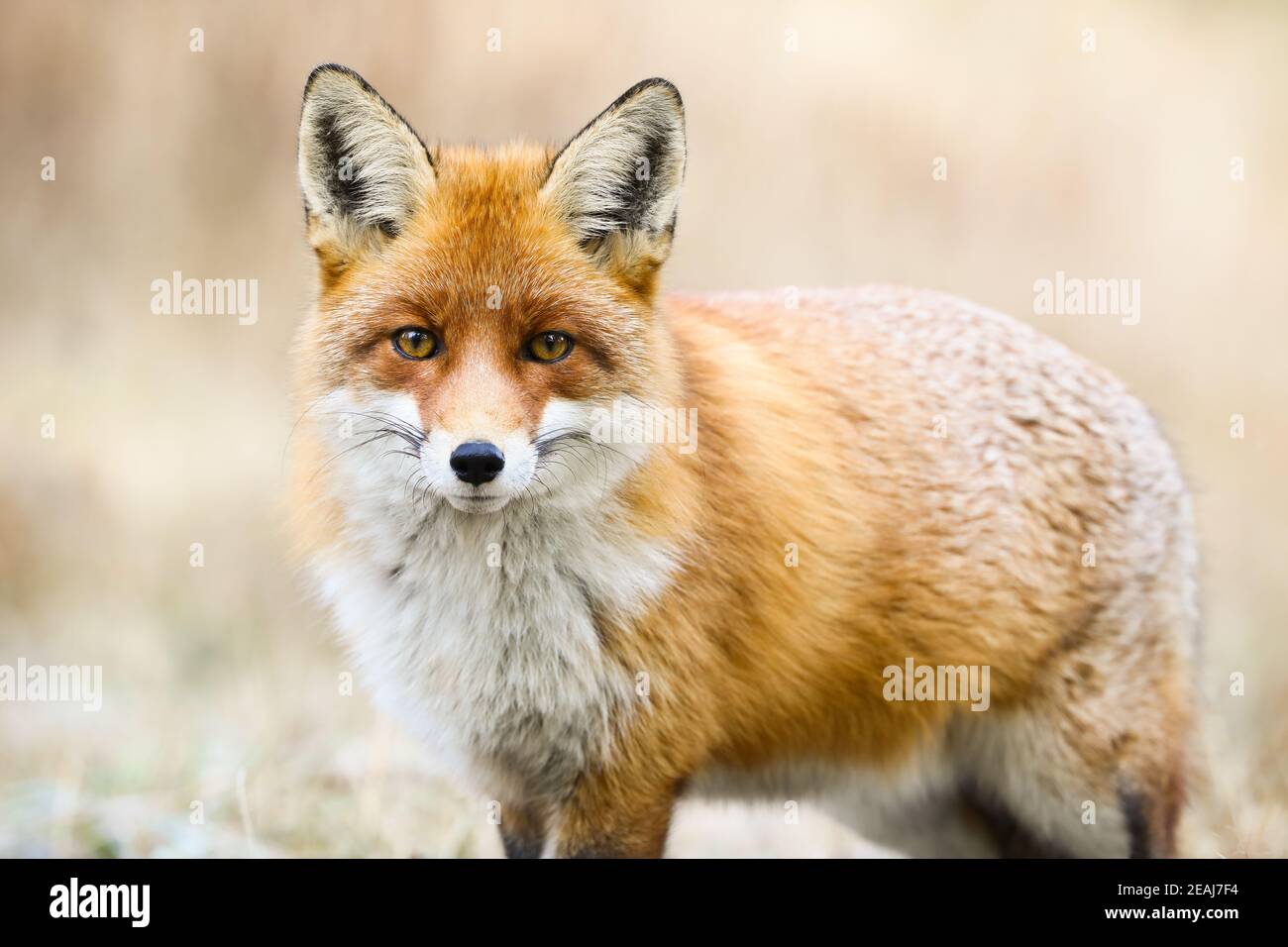 Red fox standing staring camera hi-res stock photography and images - Alamy
