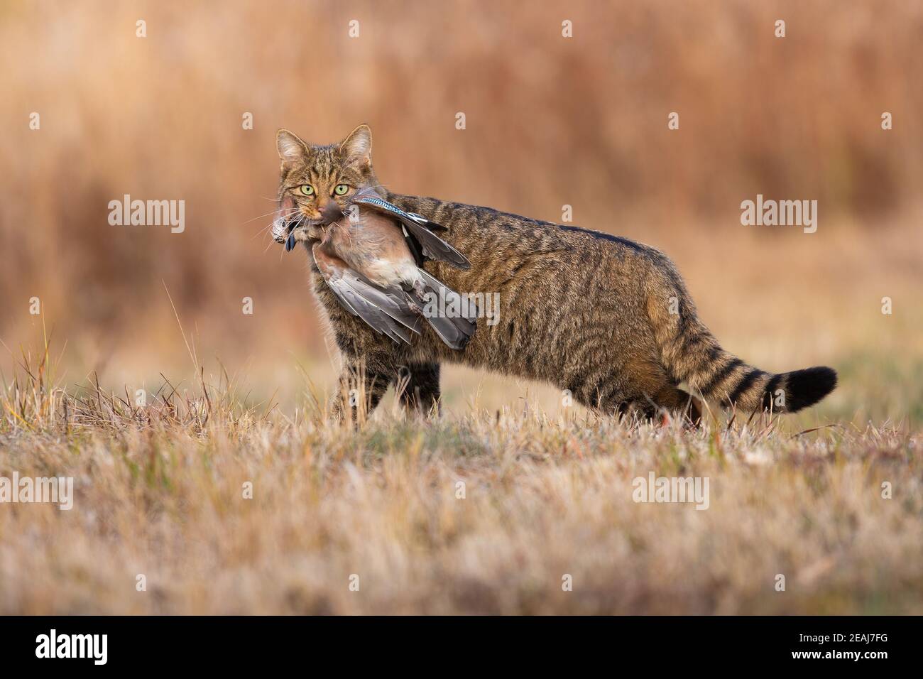 Dead wildcat hi-res stock photography and images - Alamy