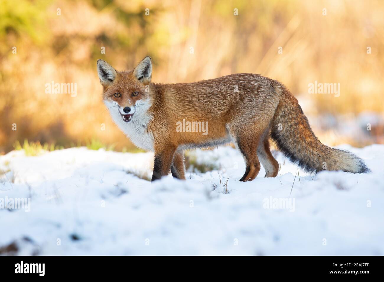 Red fox standing on field with open mouth in winter Stock Photo - Alamy