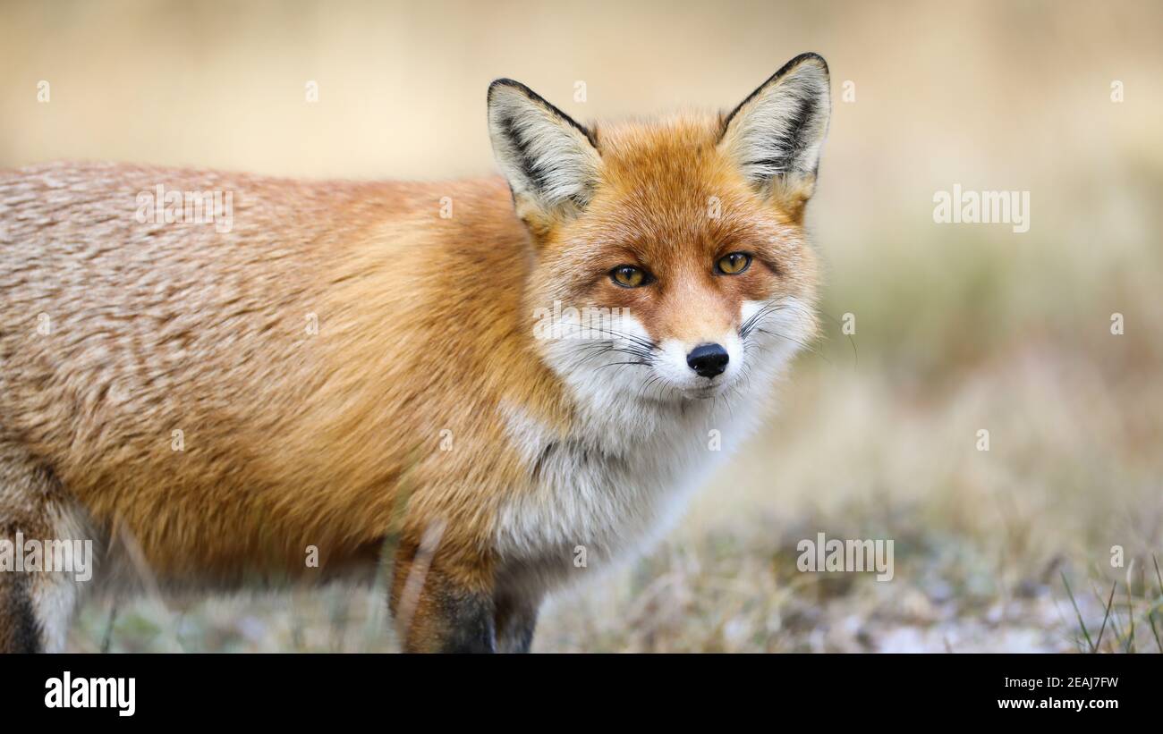 Red fox standing staring camera hi-res stock photography and images - Alamy