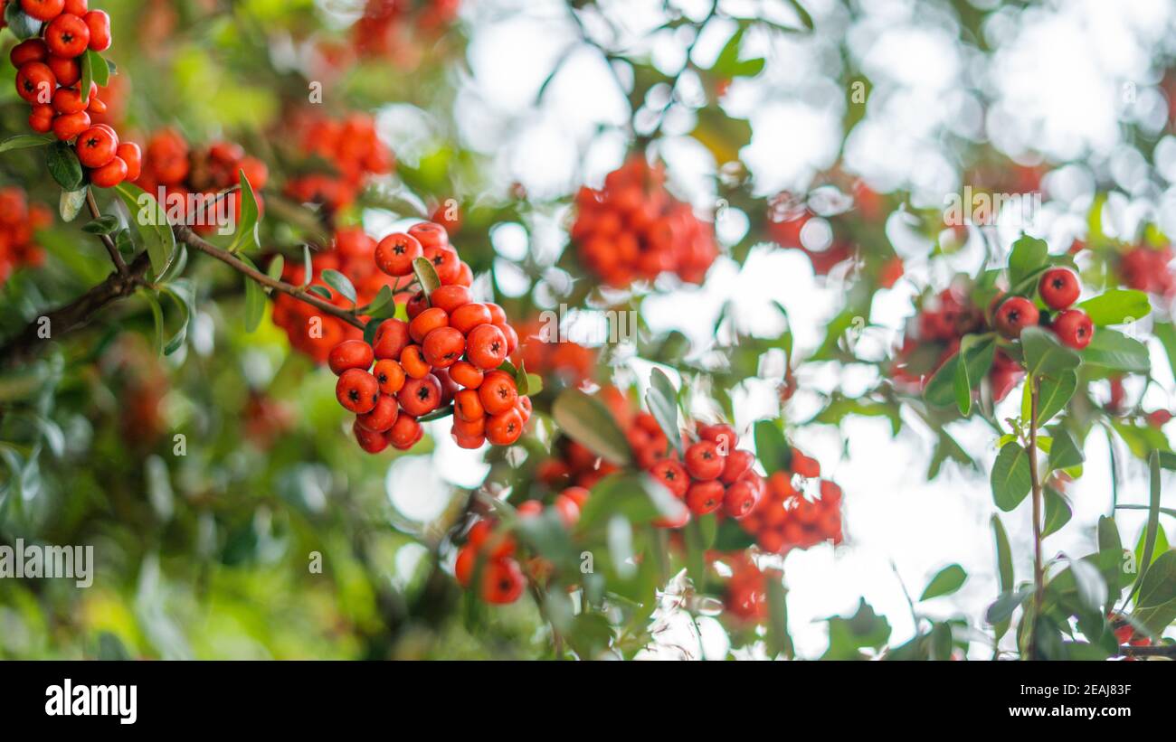 Mexican native fruits hi-res stock photography and images - Alamy
